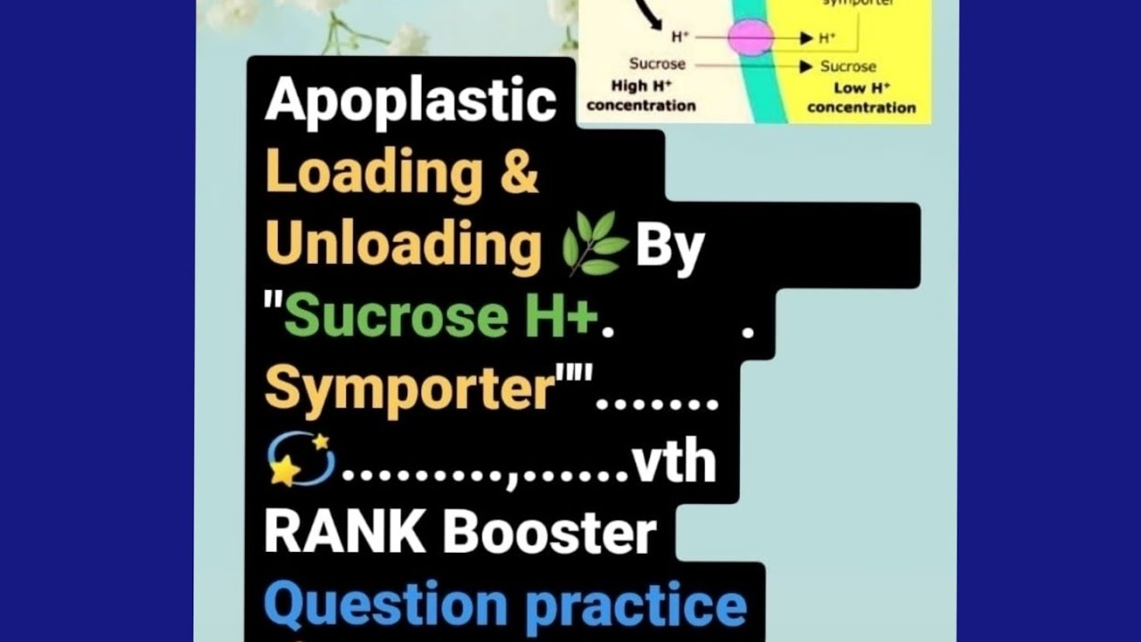 Apoplastic loading & Unloading 🌿 Active/Membrane transport By Sucrose ...