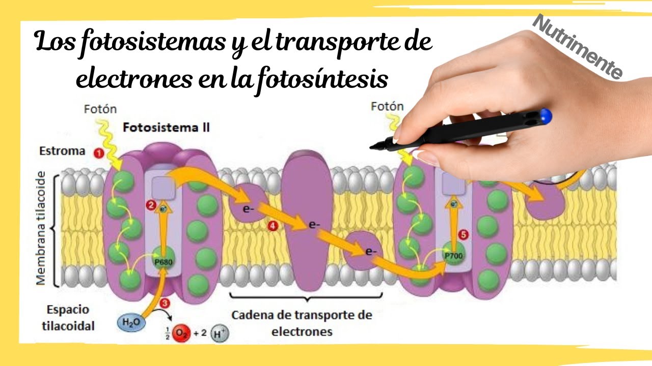 Diagrama De Cadena De Transporte De Electrones Fotosíntesis