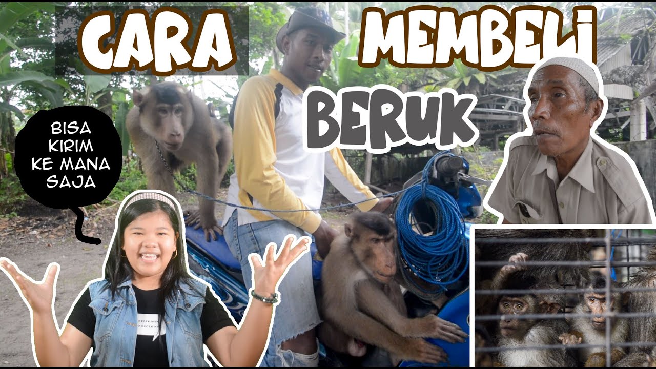BEGINI CARANYA MEMBELI BERUK DI PADANG PARIAMAN, Bisa Kirim Ke Mana ...