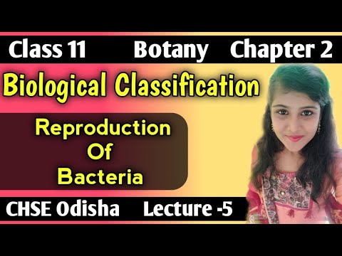 Reproduction Of Bacteria Class 11 Botany ||Biological Classification ...