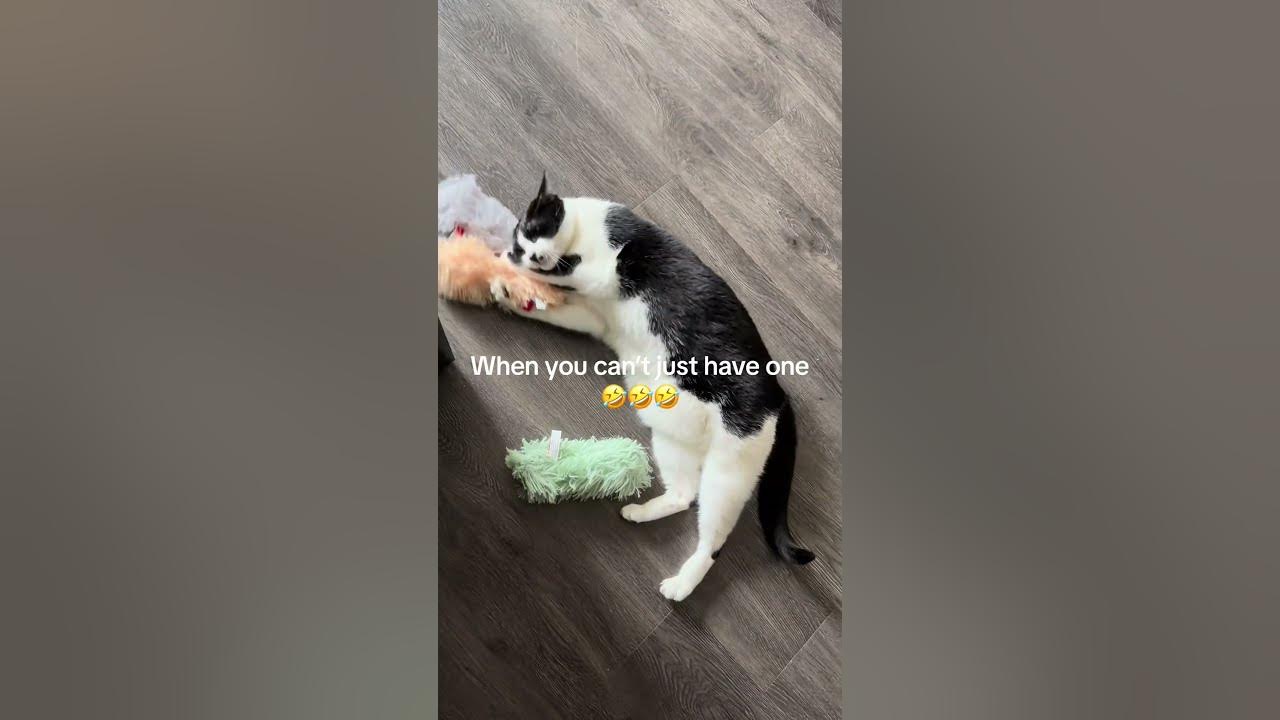 Lulu Loves Catnip Crinkle Toys! #CatLover #FelineFun #CatnipCraze #PetLife - YouTube