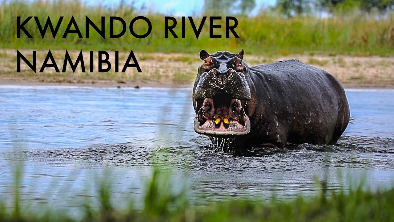 Boat Tour on the Kwando River with Hippos, Africa. Namibia Animals ...