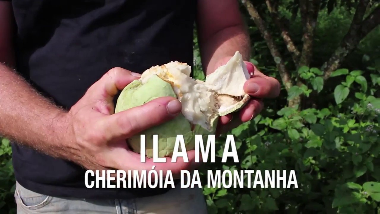 Ilama ou Cherimóia da Montanha - Annona Macroprophyllata - YouTube