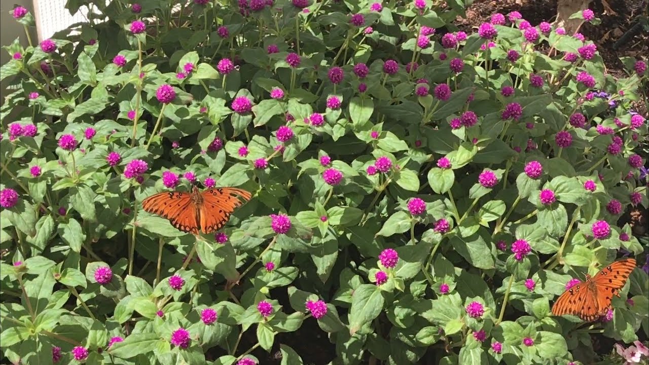 ARIZONA'S DESERT BOTANICAL GARDEN | BUTTERFLY EXHIBIT - YouTube