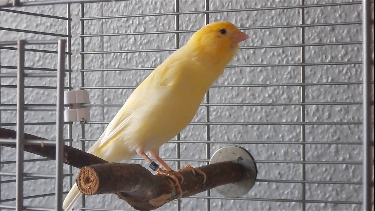 Harzer Roller Gesang - Gesangskanarien Canarysong Edelroller 3 - YouTube