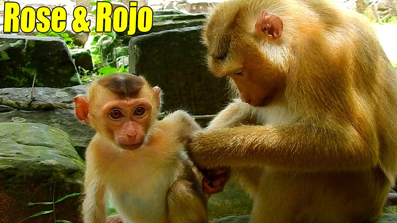 So Luckily! Baby Rojo Got Nice Adopted Mummy Rose Came To Groom Him So ...