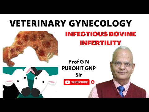 What Are The Causes Of Infertility In Farm Animals