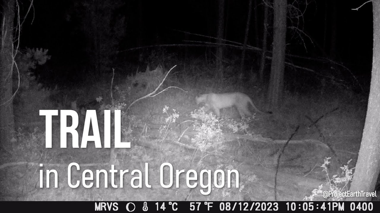 Animals captured on a Game Cam in Central Oregon - YouTube