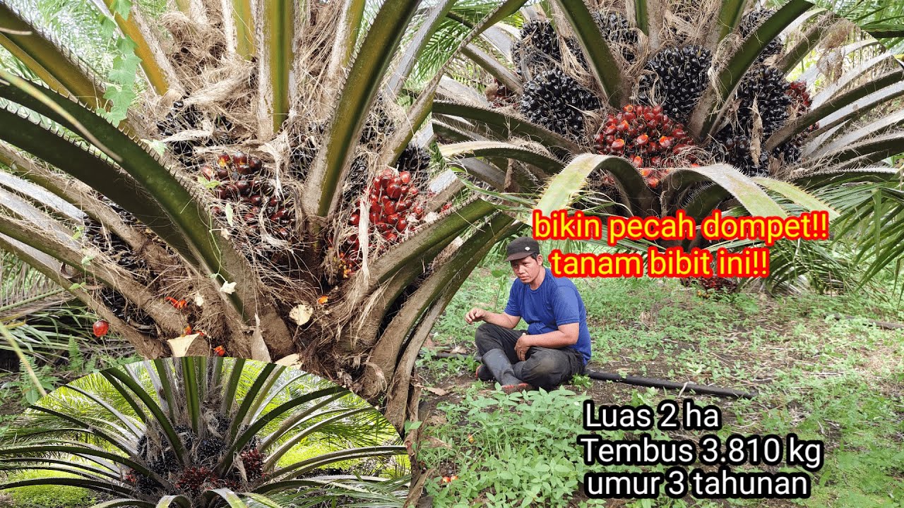 REKOR BARU KEMBALI TERCIPTA !! KEBUN LONSUM 2 ha NETTO 3.810 Kg/rotasi ...
