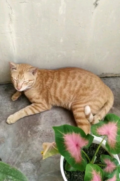 So cutee.... ginger cat sleeping #shorts #gingercat - YouTube