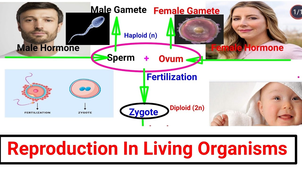 Reproduction In Living Organisms Class 12 Biology Chapter 1 L 3 Youtube