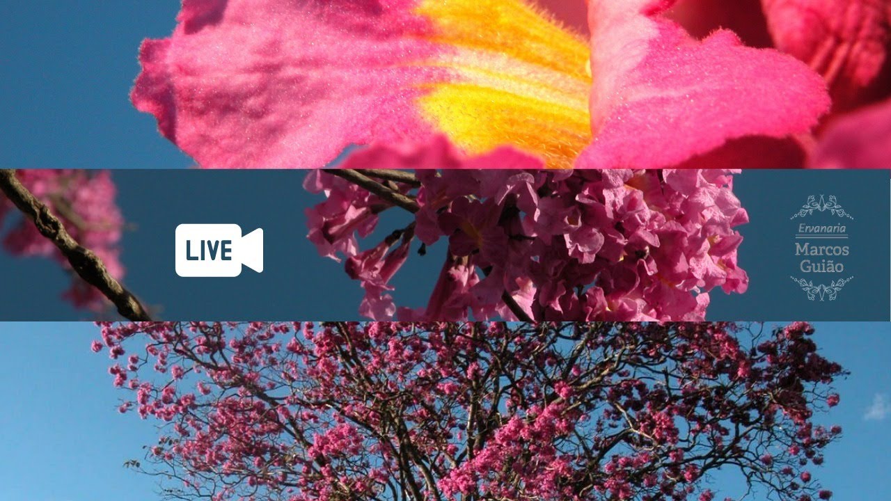 IPÊ ROXO - Prosa Medicinal com Marcos Guião - YouTube