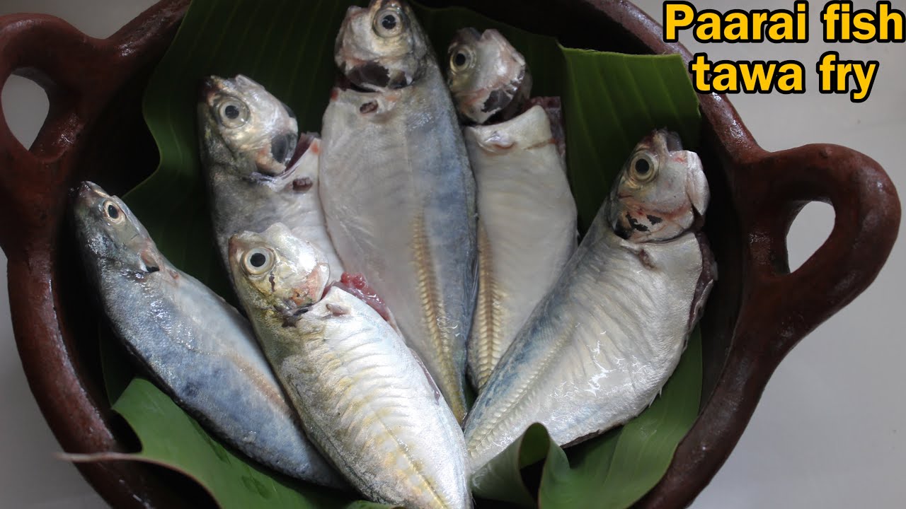 Paarai fish fry | பாறை மீன் வருவல் | tasty fish fry recipe # ...
