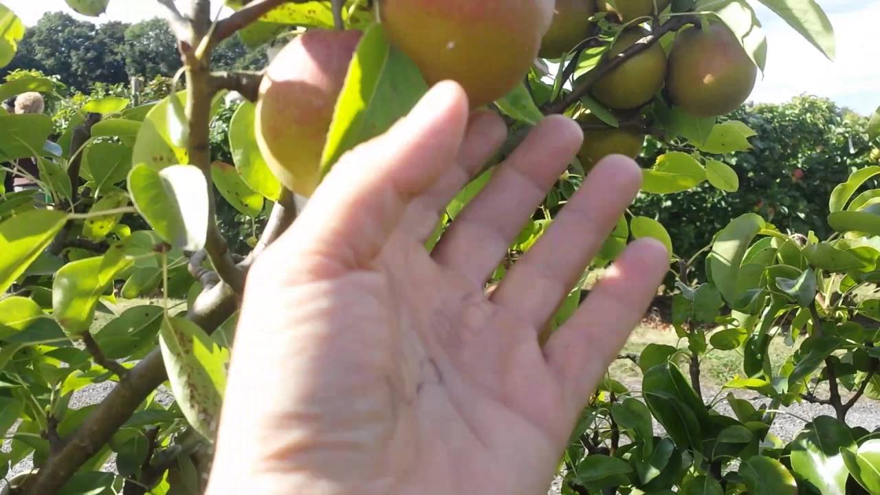 Pear variety Seckel (Seckle): Keepers Nursery - YouTube