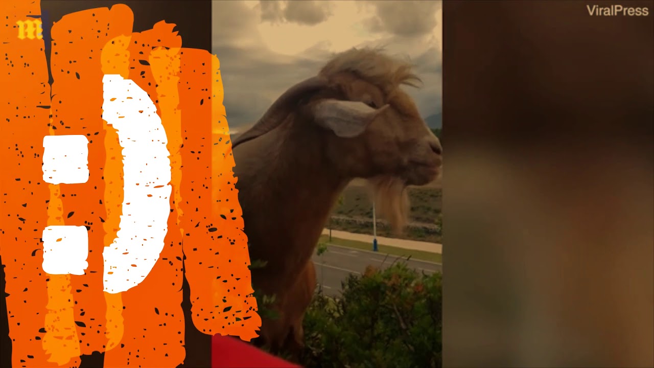 Funny Talking Goat :) - YouTube