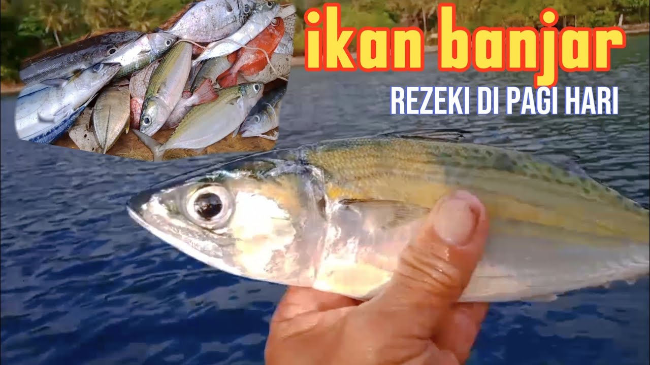 menjaring ikan Banjar, malam sampai pagi#ikan#banjar#menjaring - YouTube