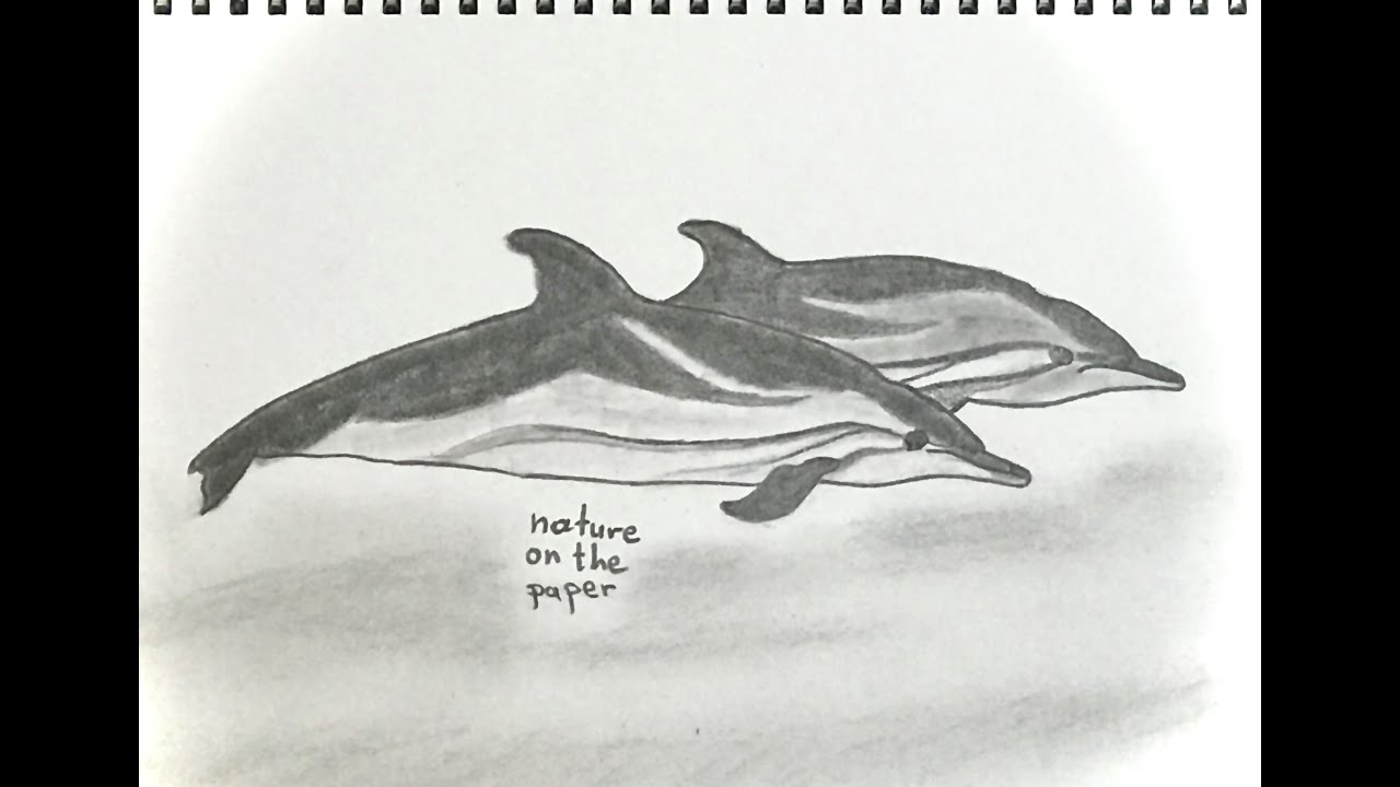 HOW TO DRAW DOLPHIN/RIBBED DOLPHIN/1/ΖΩΝΟΔΕΛΦΙΝΟ/ΠΩΣ ΝΑ ΖΩΓΡΑΦΙΣΩ ΕΝΑ ...