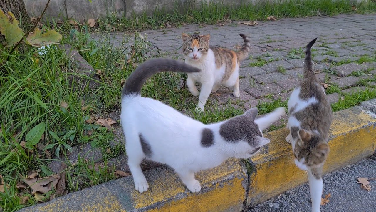 Cute cat Slaps every cat that comes her way. - YouTube