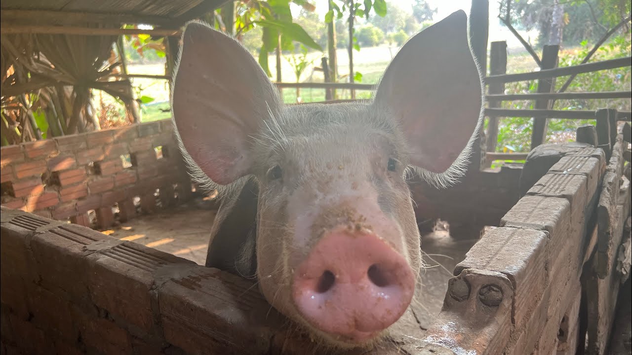 Countryside Daily Pig Farm At Cambodia - YouTube