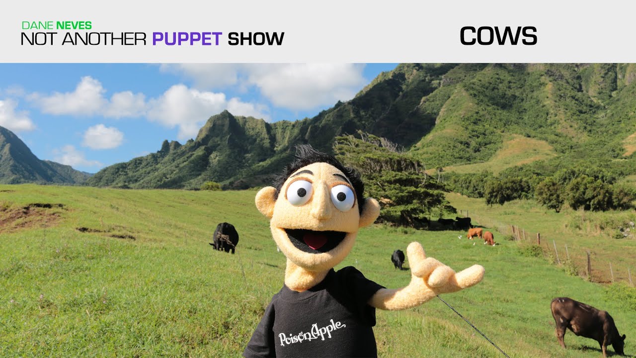 Cows | Not Another Puppet Show - YouTube