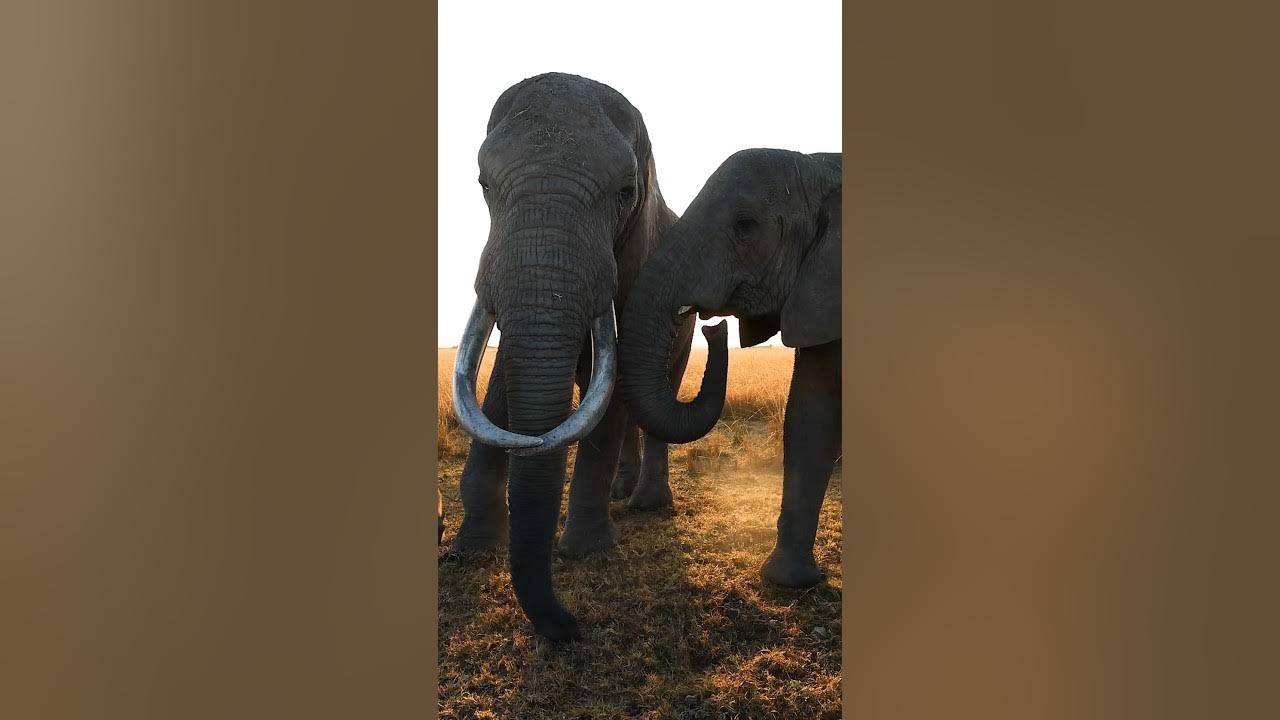 Lovely elephants 🐘 ️ - YouTube