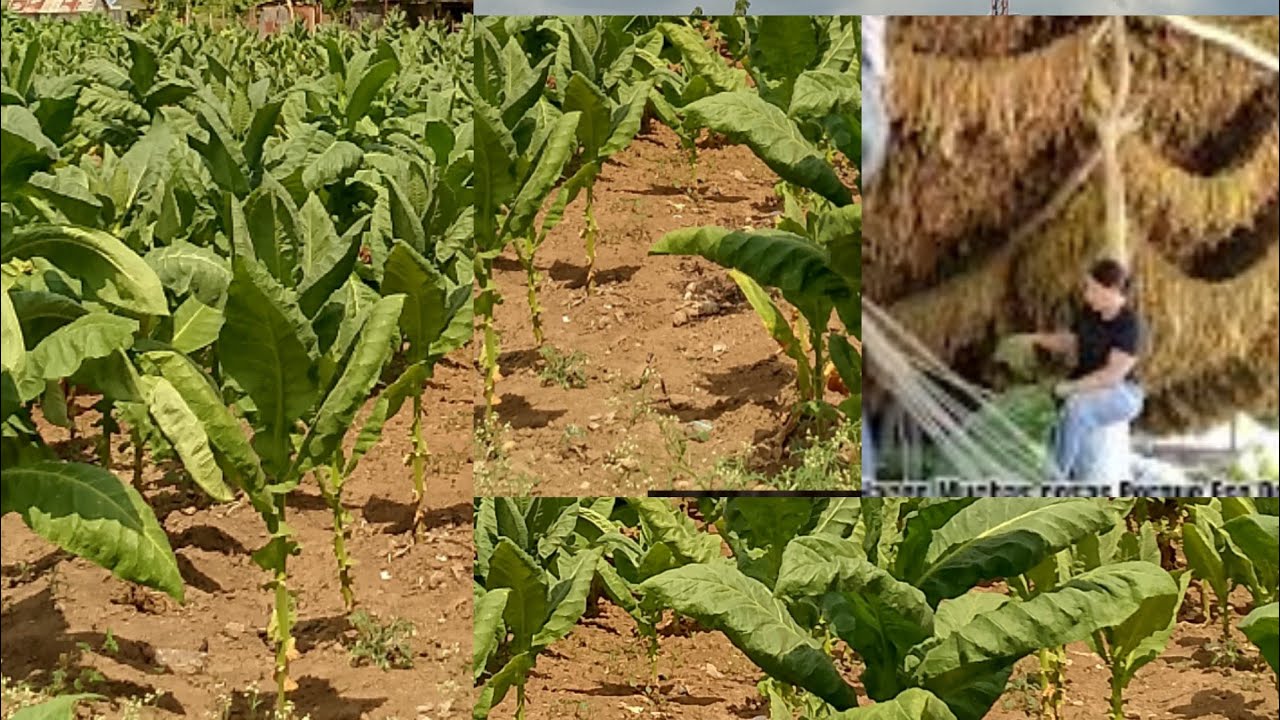 Amarrando Tabaco En El Rancho Aquí Se Hablas De Todo 🤣🤣🤣🤣🤣🤣 - YouTube