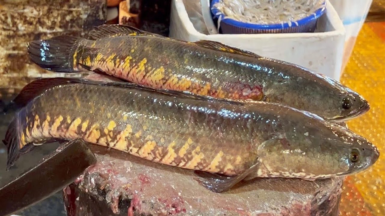 Amazing Snakehead Murrel Fish Cutting Skills Live in Fish Market | Fish ...