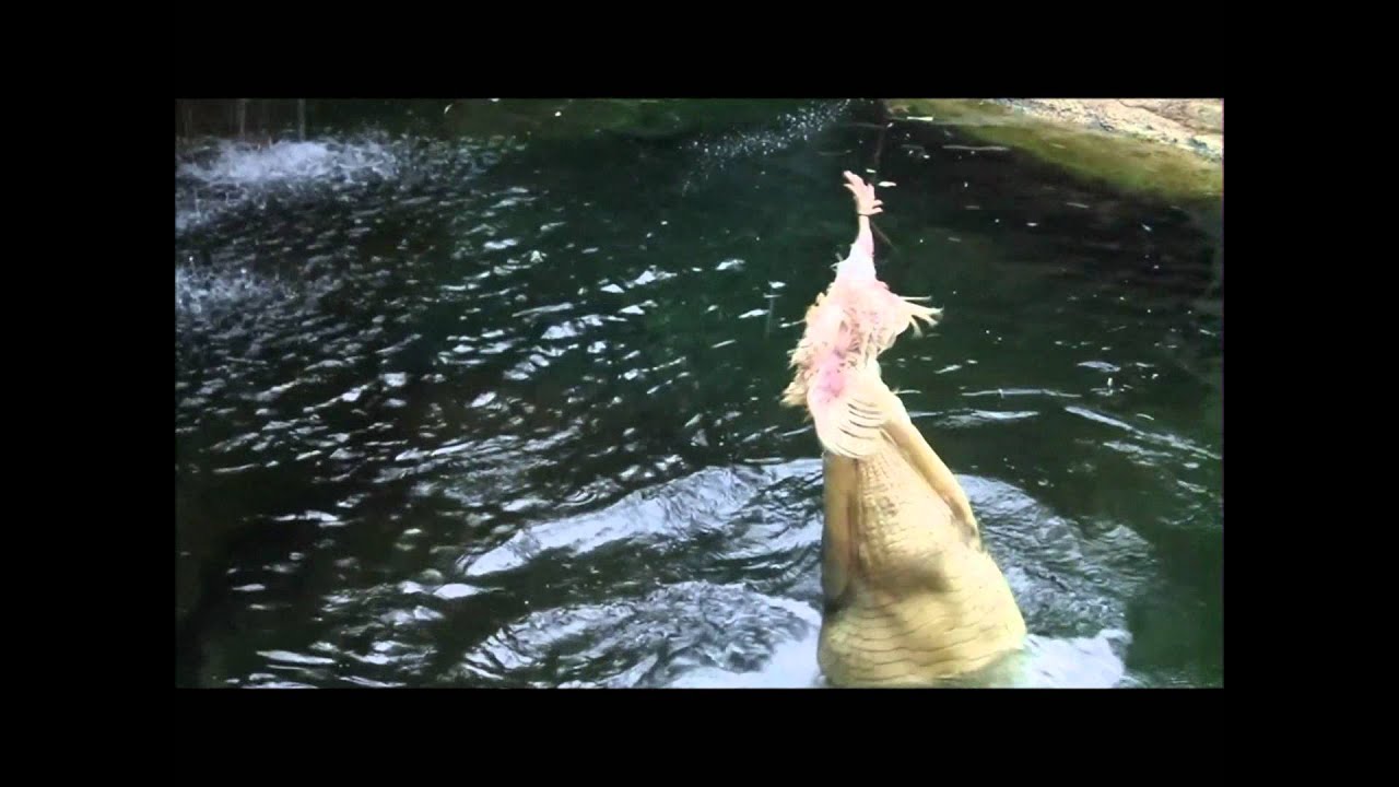 Rex the 5 Metre Monster Crocodile - YouTube