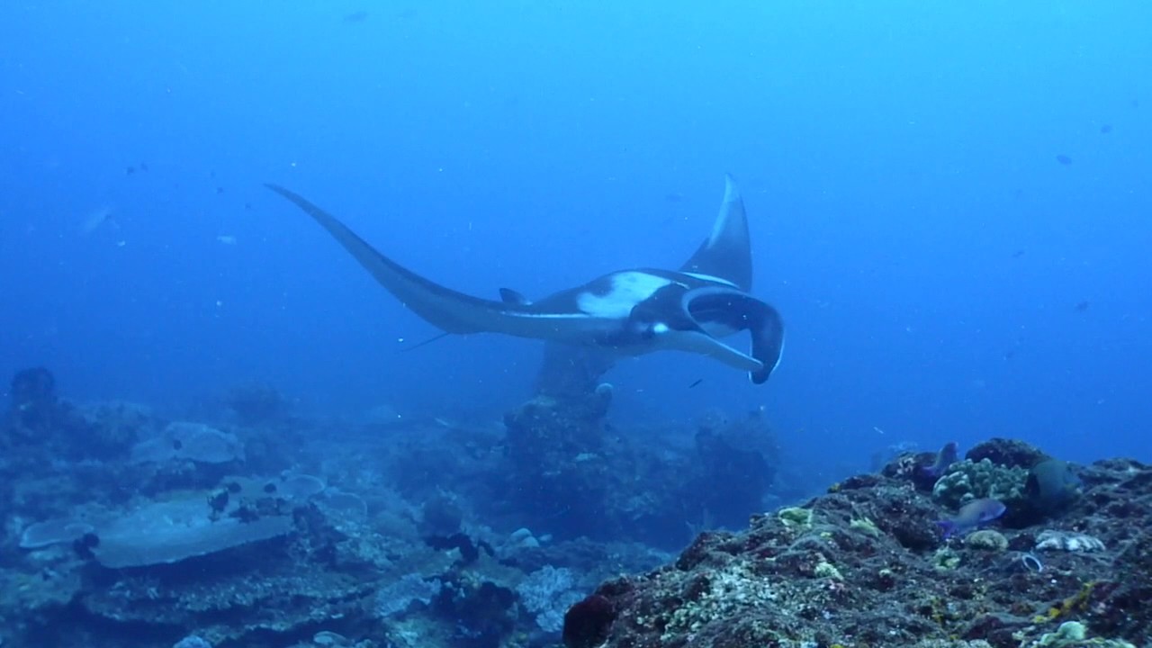 Memorable Manta Magic - YouTube