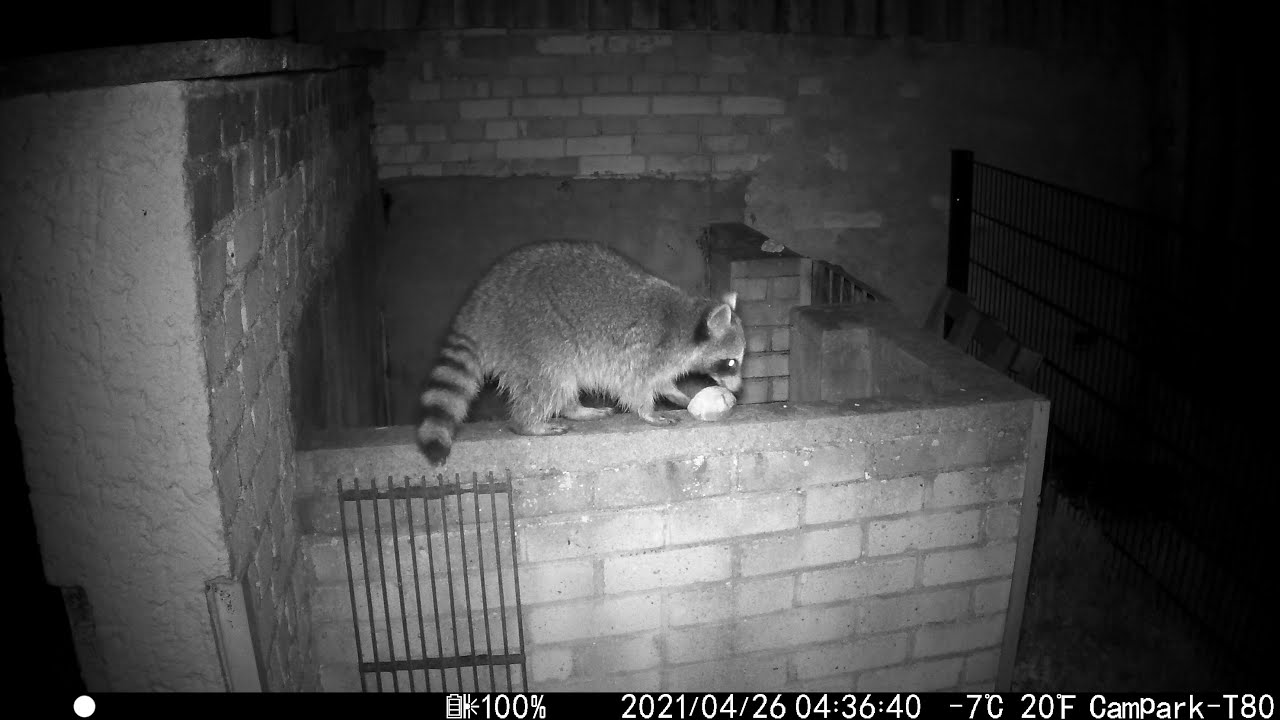 Sparrows, Trash Panda and Weasel are plundering my Compost - YouTube