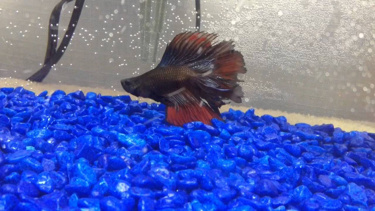 Burping Betta Fish - YouTube