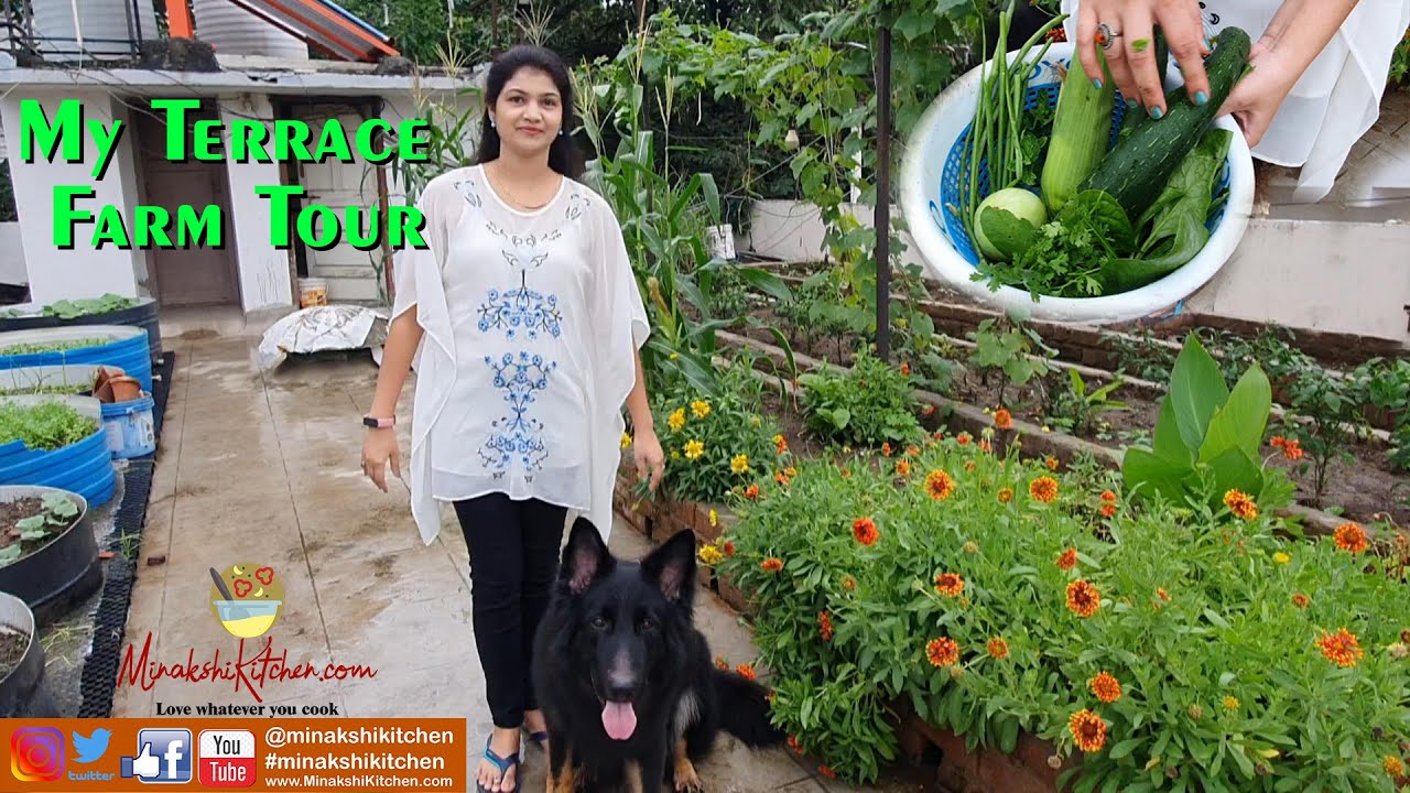 My Terrace Farm Tour, Urban Farming, Terrace Garden, Rooftop Organic ...