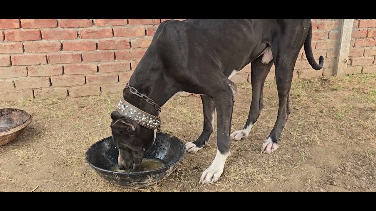 Pakistani Bully Kutta Enjoying a Feast! 🐾 | Watch This Powerful Breed ...