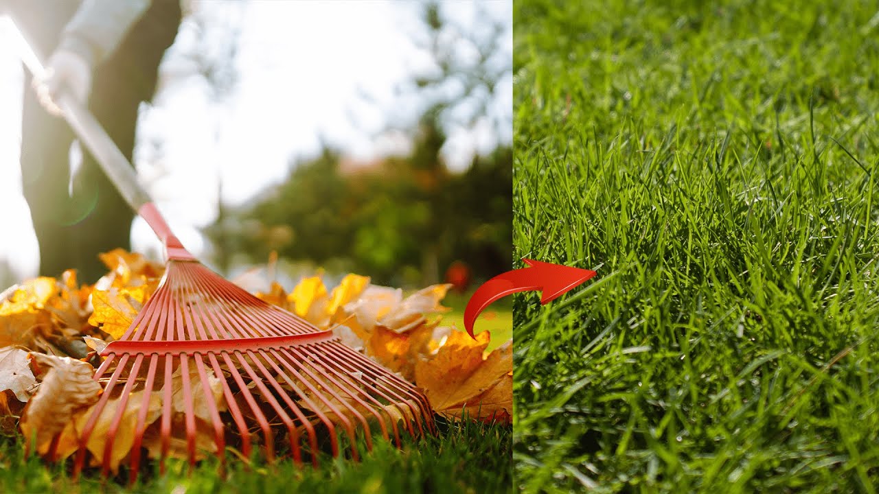 Best Ways to Clean Up Fall Leaves: Pros and Cons Discussed (Our Best ...