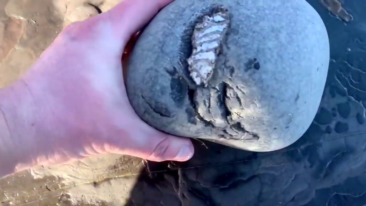 1 HOUR FOSSIL HUNT - What Did I Find? - YouTube
