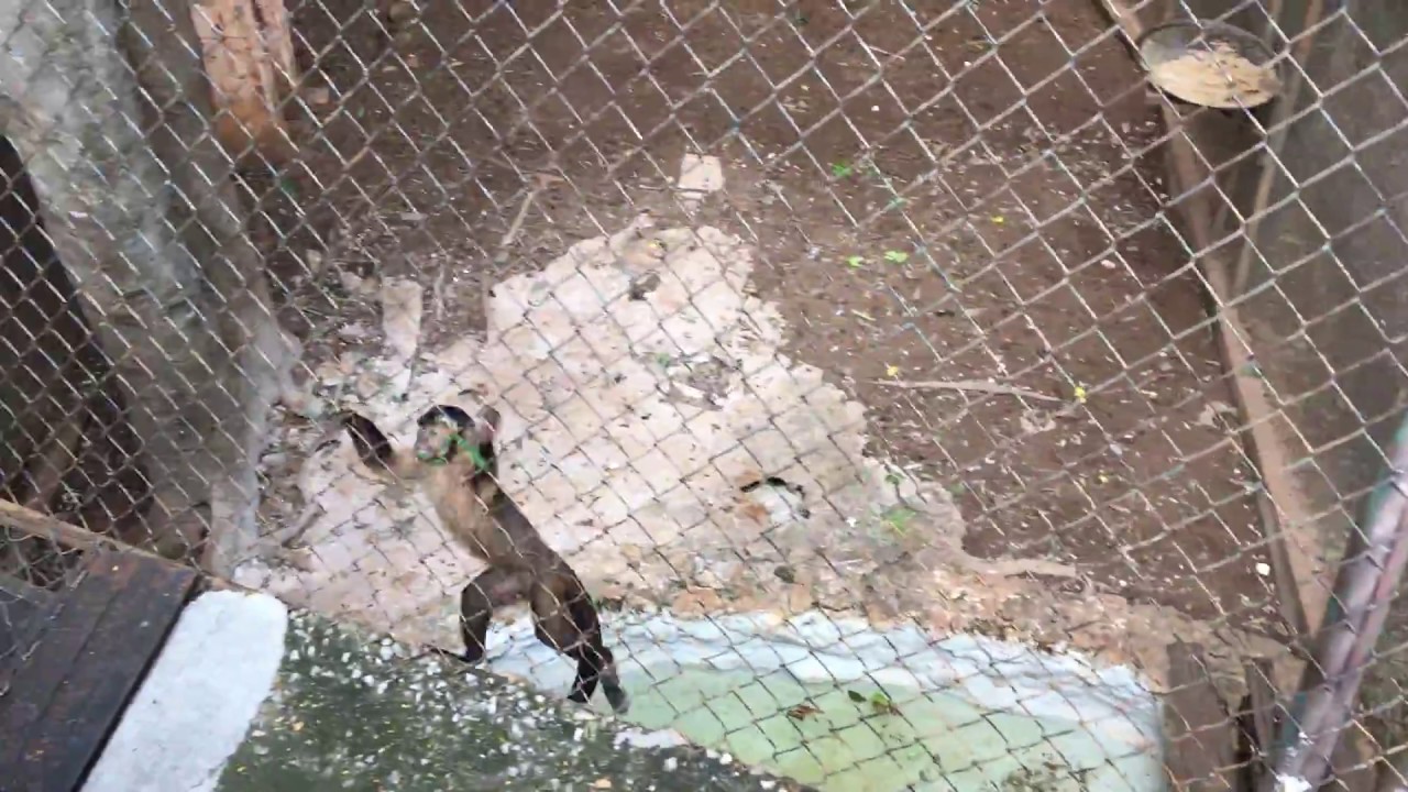 Capuchin monkey in Mérida zoo - YouTube