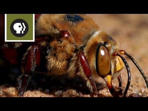 Do Male Bees Testicles Explode After Climax