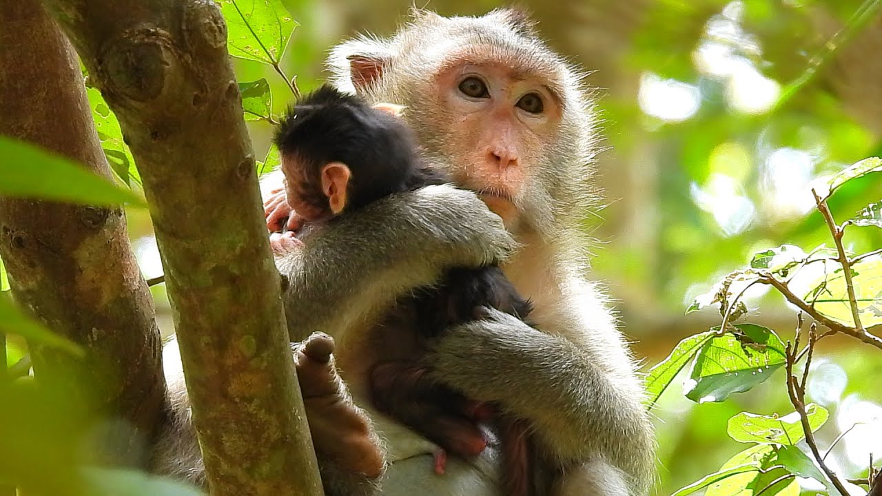FULL OF LOVE. MOMMA VIOLET HUG HER BABY VENUS WITH BOTH HAND AND CARE ...