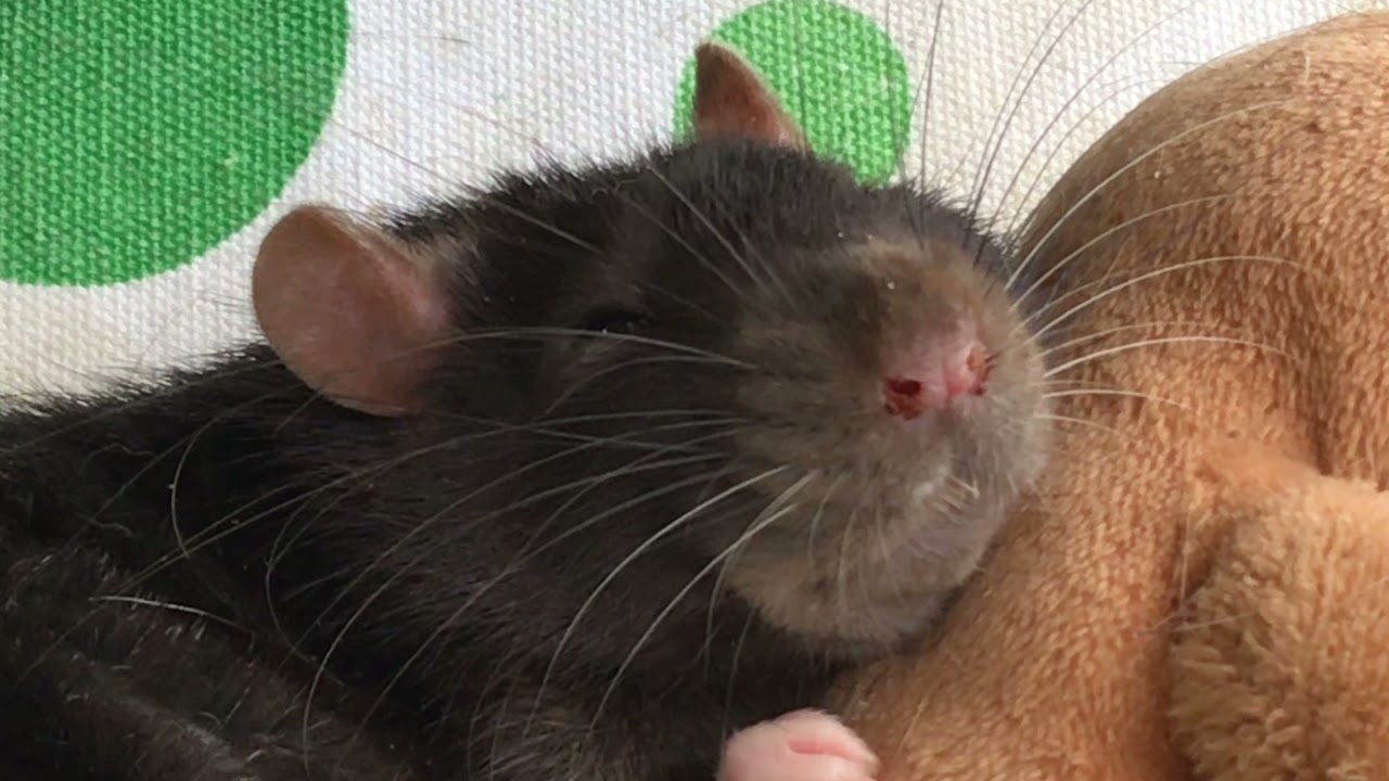 rat cuddling a teddy bear - YouTube