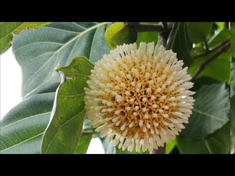 BANGKAL TREE | BANGKAL FRUITS | NAUCLEA ORIENTALIS | ROSALIE GALLARDO ...