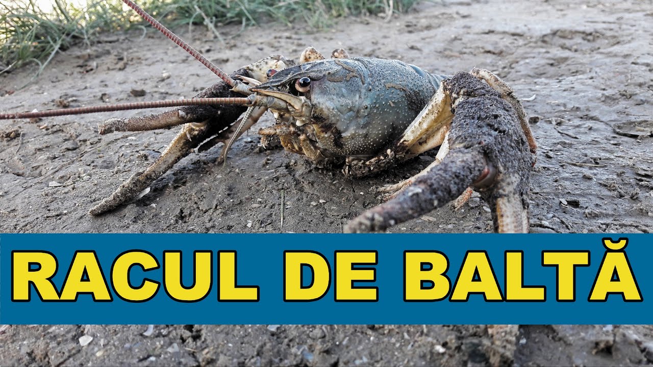Racul de balta ( Astacus leptodactylus ) - YouTube