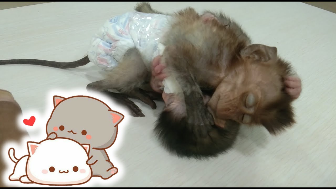 BABY MONKEY DEDE AND ACIS GET READY FOR SLEEP | MONYET MONPAI | ANIMAL ...