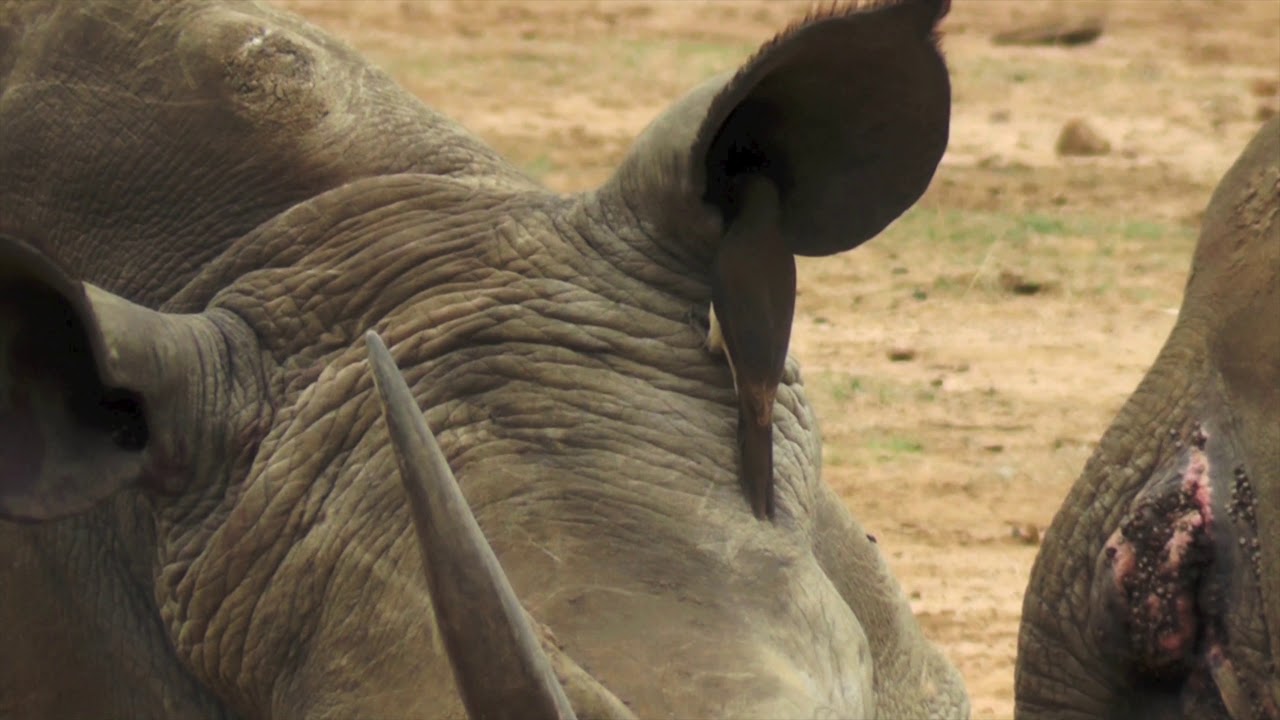 Red-billed Oxpecker eats the earwax of a rhinoceros - YouTube