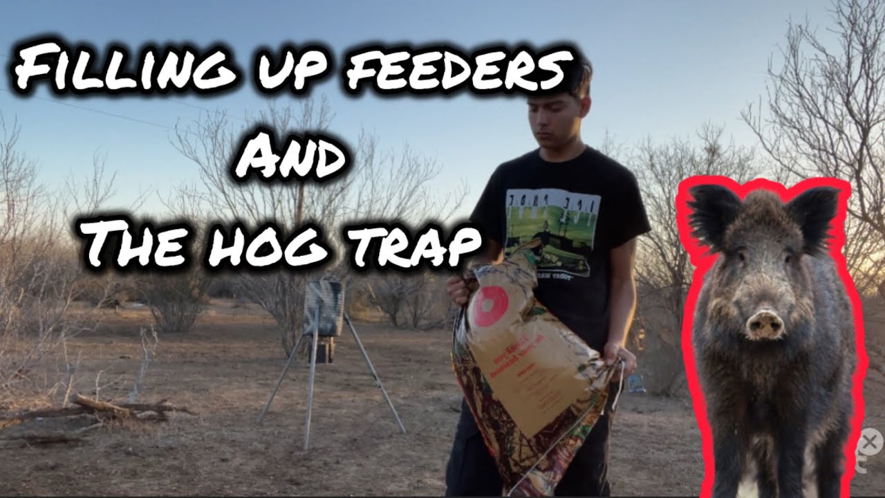 filling up feeders and setting the hog trap - YouTube