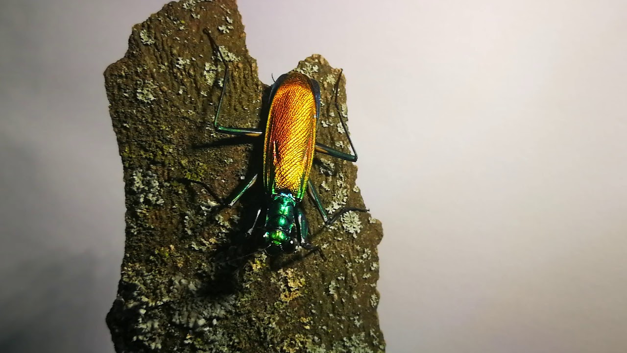 Metallyticus splendidus Opis warunków hodowli - YouTube