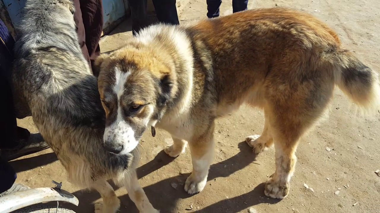 Central Asian shepherd dog in Nurata, Uzbekistan - YouTube