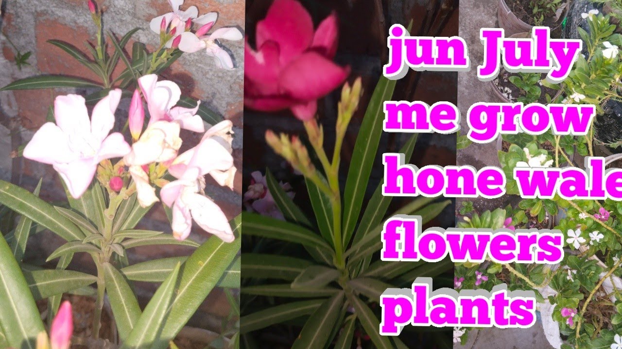 june July me grow hone wale flowers plant - YouTube