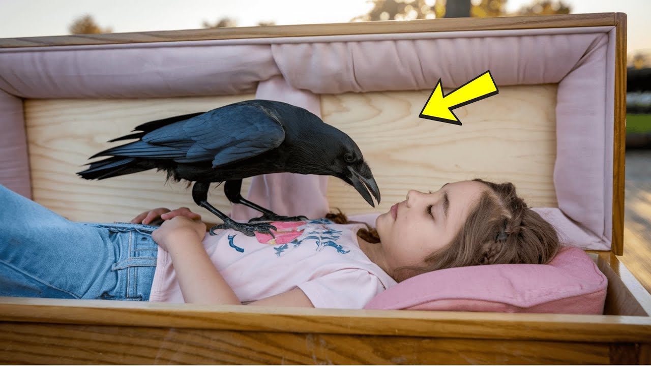 At Her Funeral, a Raven Appeared — Then Something No One Could Explain ...