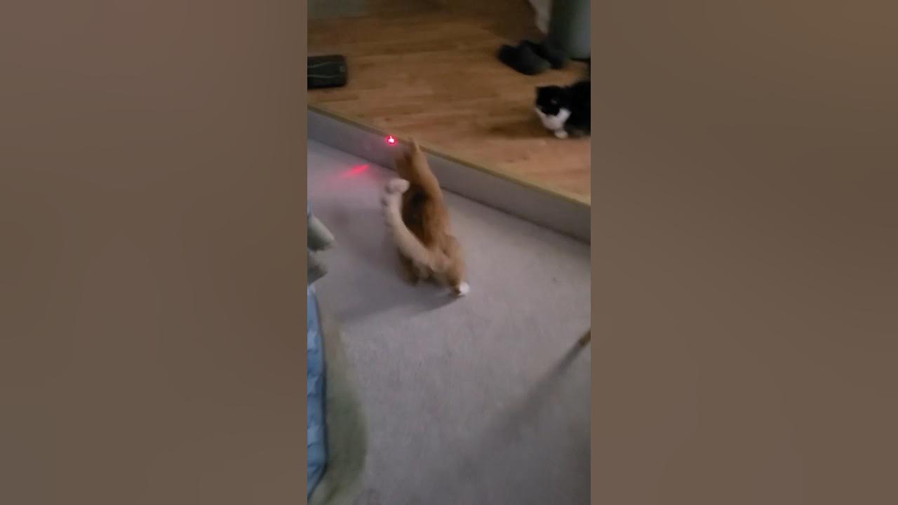 watch - cat Mufasa on the move - determined to catch the red dot - for YouTube shorts ...