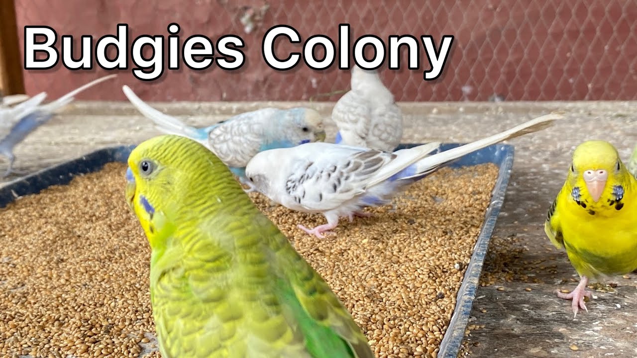 Beautiful Budgies Colony | Parakeets Colony | KichirMichir - YouTube